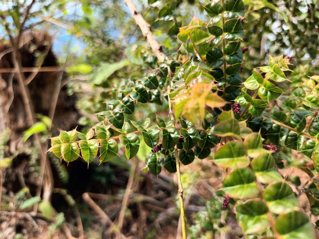 Poison Ash from Pedro Brand, República Dominicana on December 23, 2023 ...