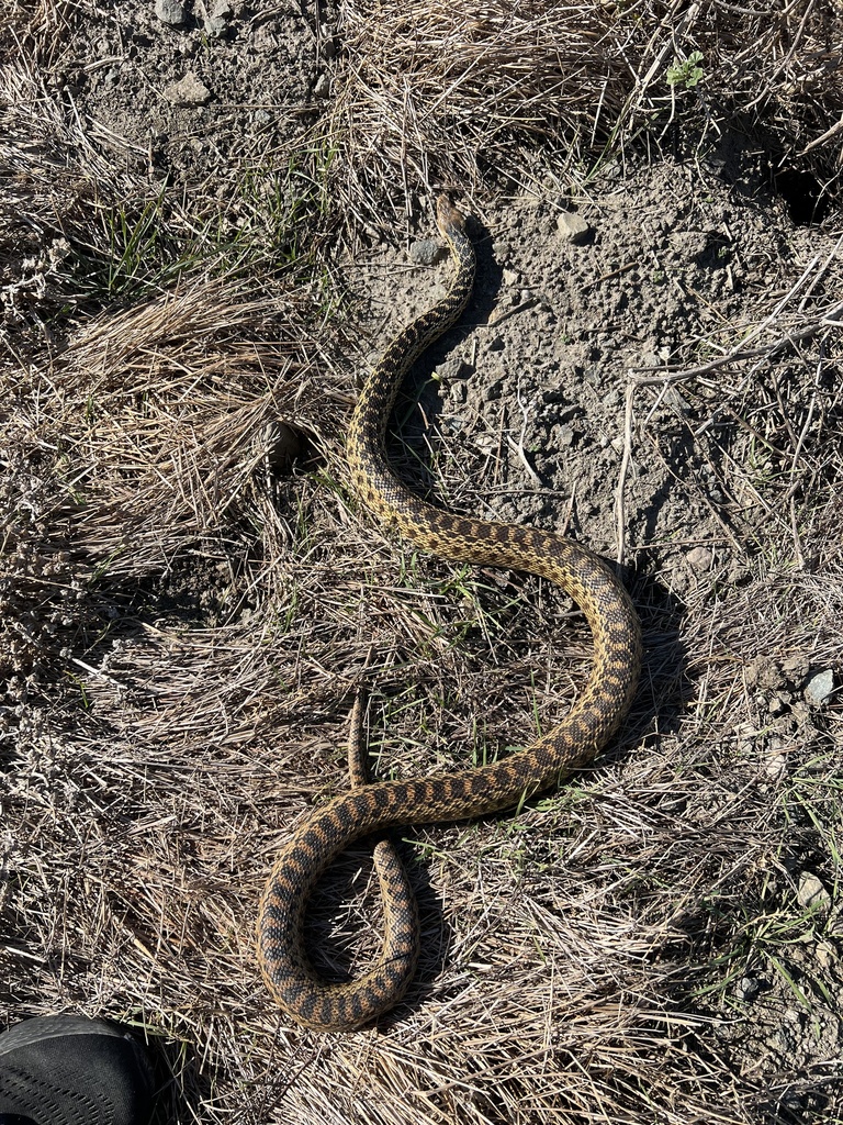 Gopher Snake in January 2024 by Bob Schallmann · iNaturalist