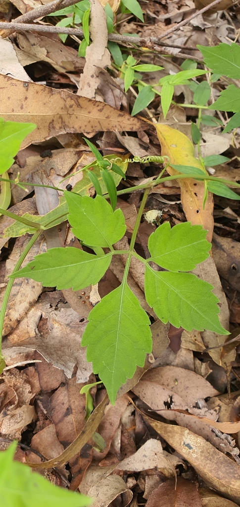 Slender Grape from Eudlo QLD 4554, Australia on January 18, 2024 at 11: ...