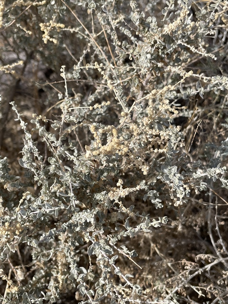 Cattle Saltbush from Death Valley National Park, Beatty, NV, US on ...