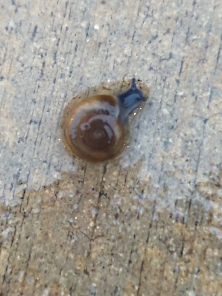 Typical Glass Snails from Westlake Village, CA, USA on January 17, 2024 ...