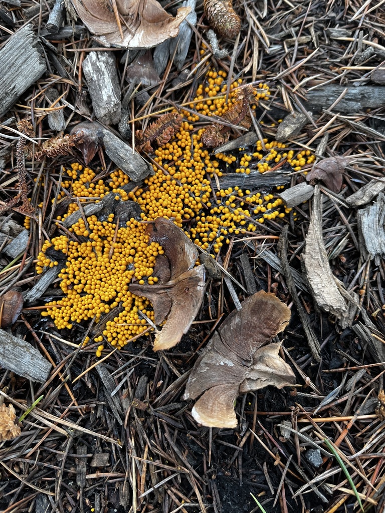 insect-egg slime from UC Berkeley, Berkeley, CA, US on January 16, 2024 ...