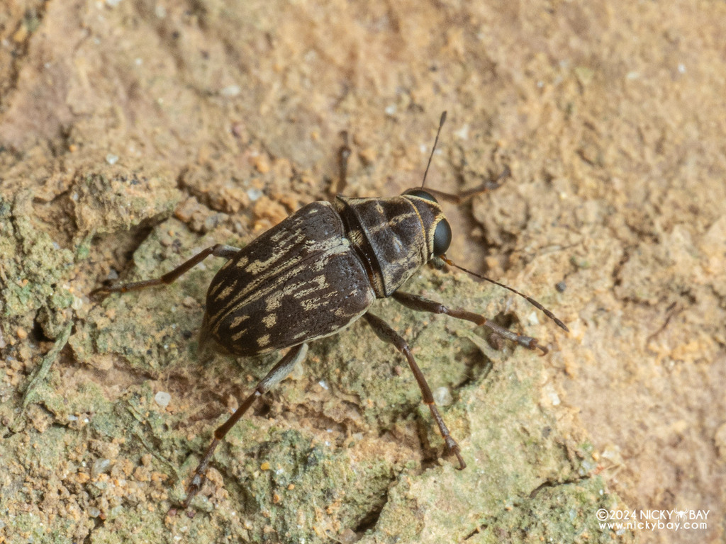 Acorynus from Central Water Catchment, Singapore on January 13, 2024 at ...