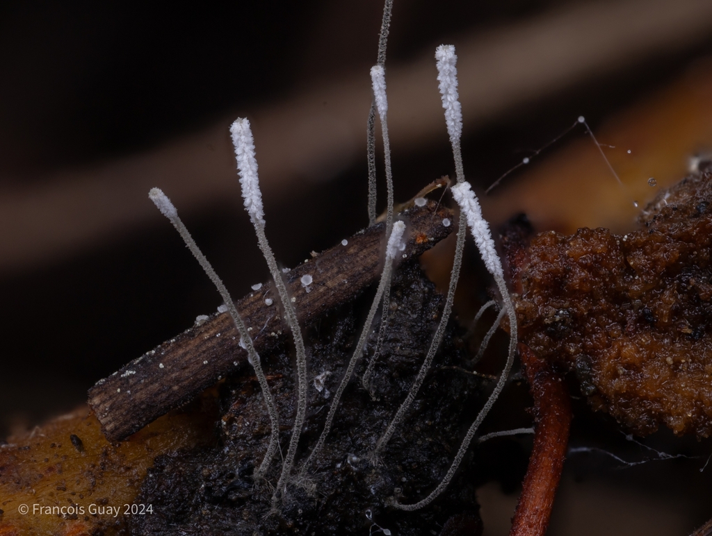 Mycotypha in January 2024 by François Guay · iNaturalist