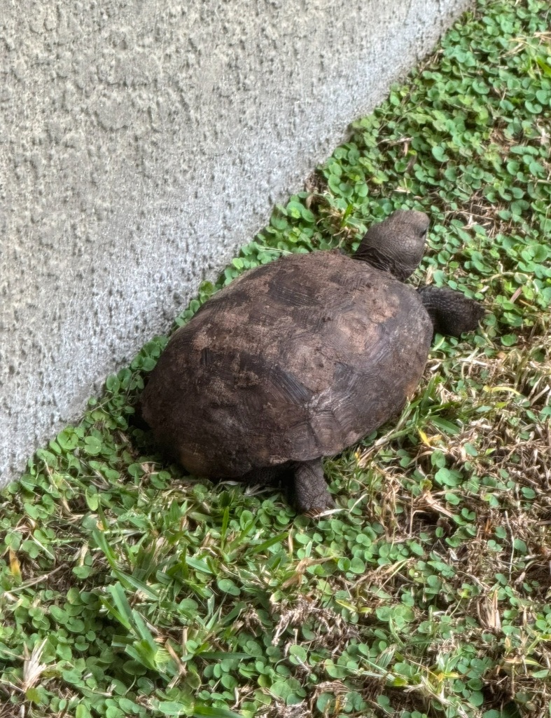 Gopher Tortoise in January 2024 by Hayden Zielinski. the turtle was ...