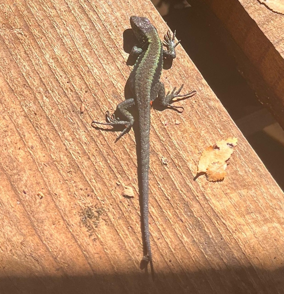 Common Painted Smooth-throated Lizard from Pucón, Araucanía, Chile on ...