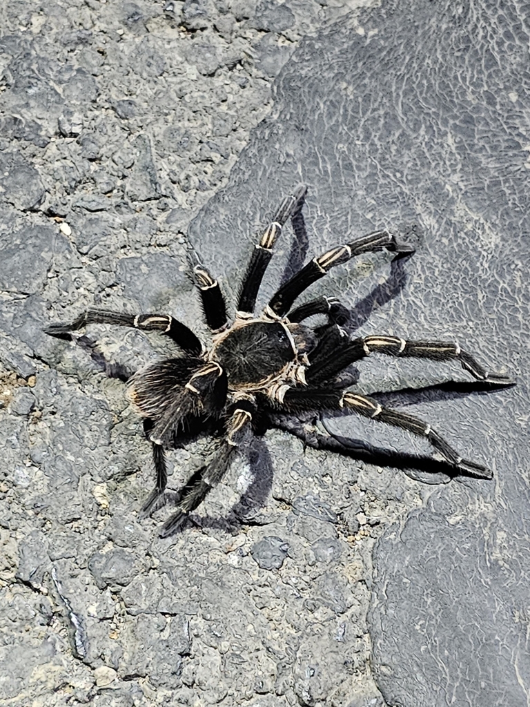 Costa Rican Striped-knee Tarantula from Nacascolo, Provincia de ...