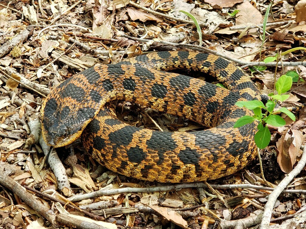 Eastern Hognose Snake in April 2019 by Bill Hubick. Video clip: https://objects.liquidweb ...