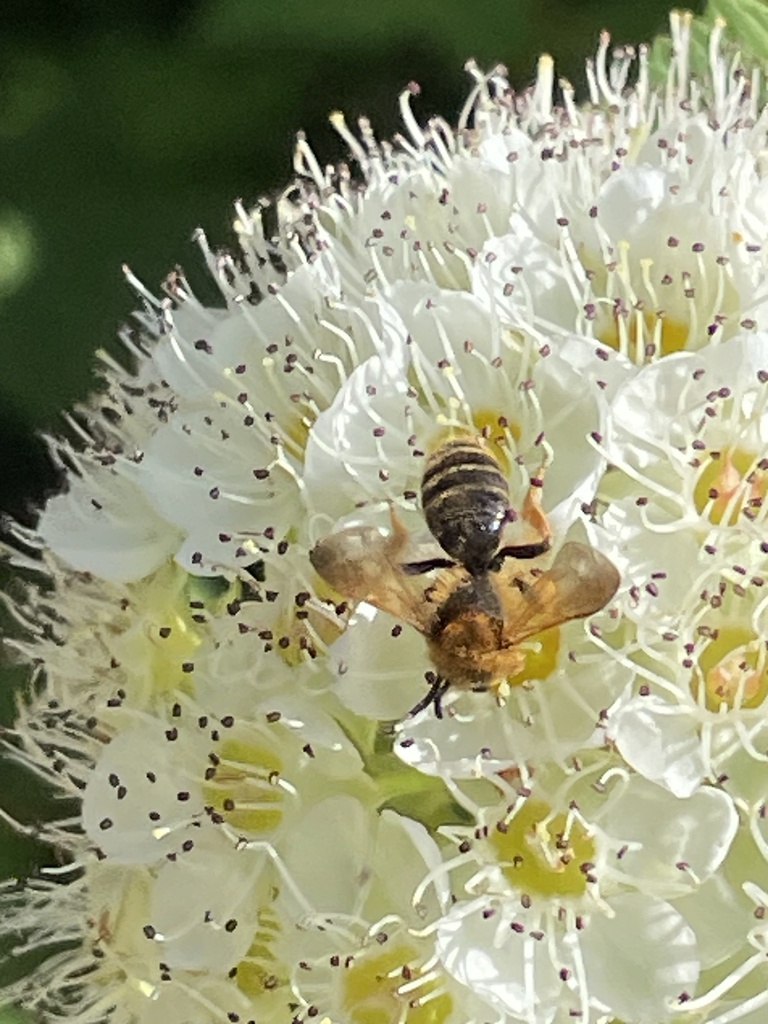Mining Bees from SW Nebraska St, Portland, OR, US on May 27, 2023 at 05 ...