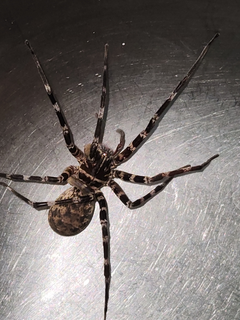 Wandering Spiders from Mbombela, 1200, South Africa on January 18, 2024 ...