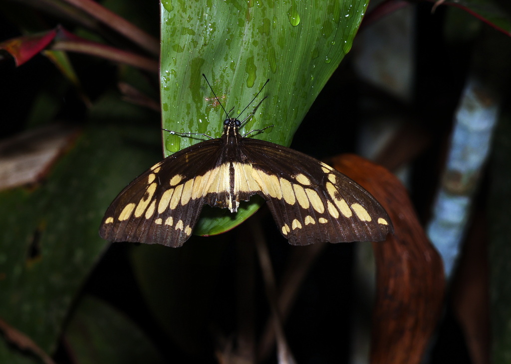 Thoas Swallowtail from Limón Province, Cahuita, Costa Rica on May 14 ...