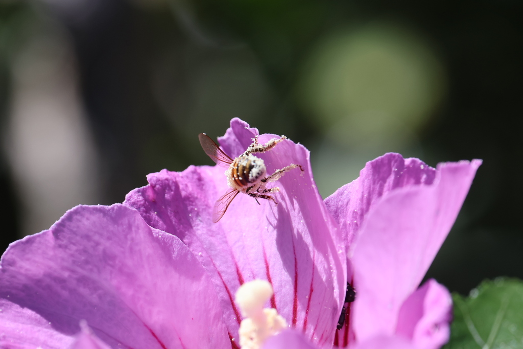 Western Honey Bee from Cameron St, Farrer ACT 2607, Australia on ...