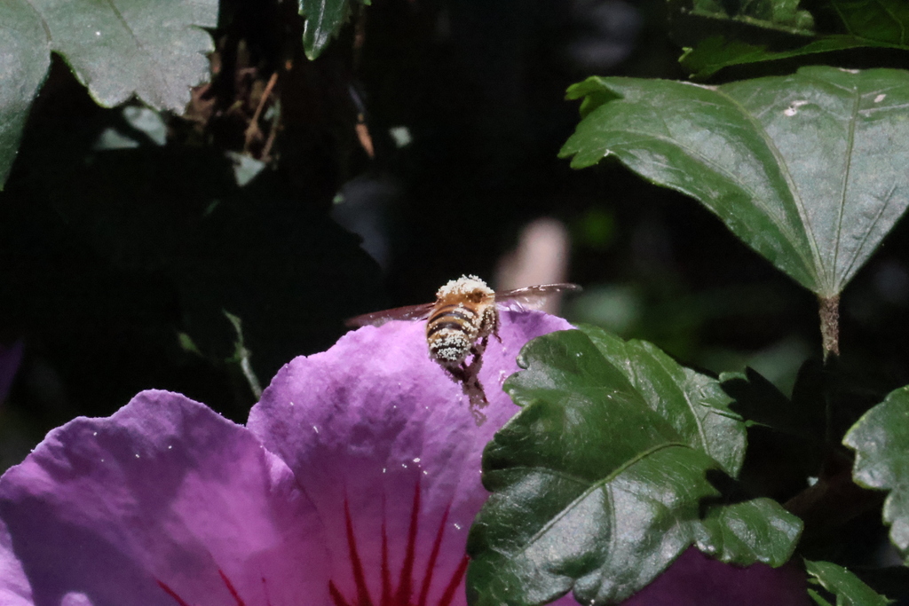 Western Honey Bee from Cameron St, Farrer ACT 2607, Australia on ...