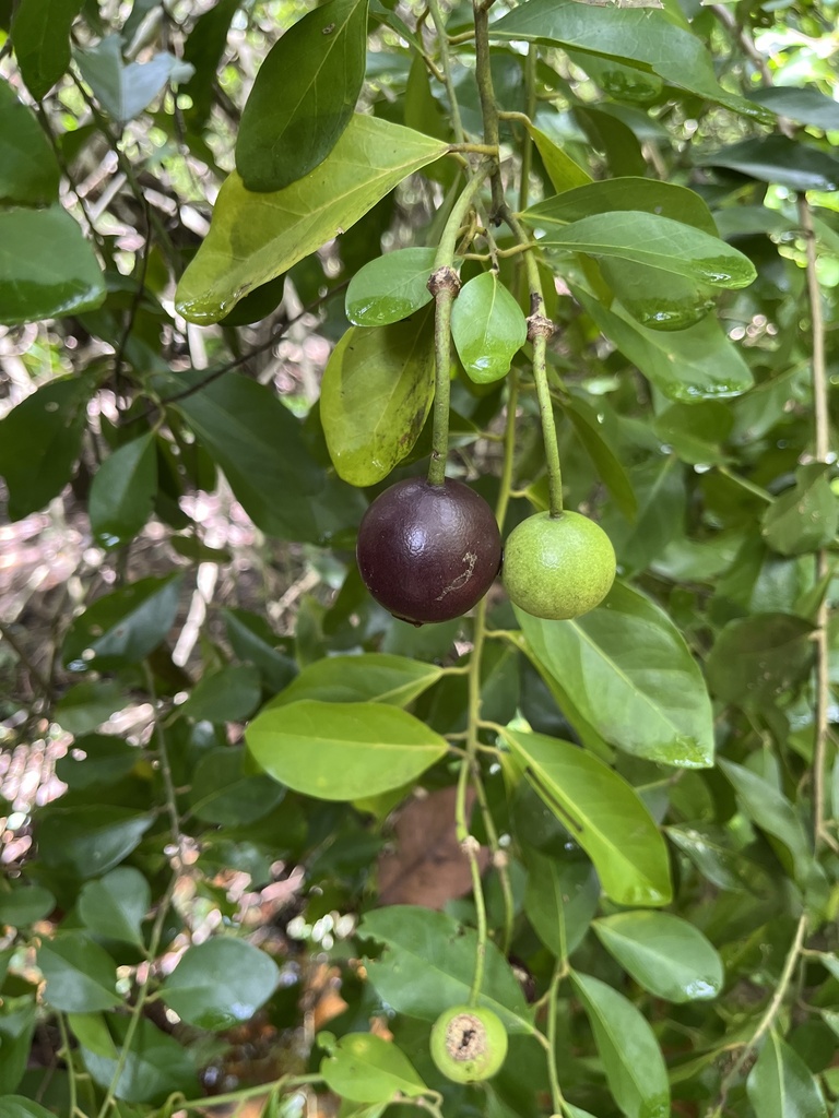 plants from Captain Cook Hwy, Wangetti, QLD, AU on January 18, 2024 at ...