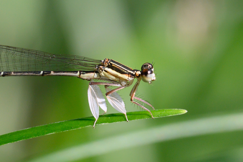 Platycnemis phyllopoda from Hangzhou, Zhejiang, China on July 8, 2023 ...