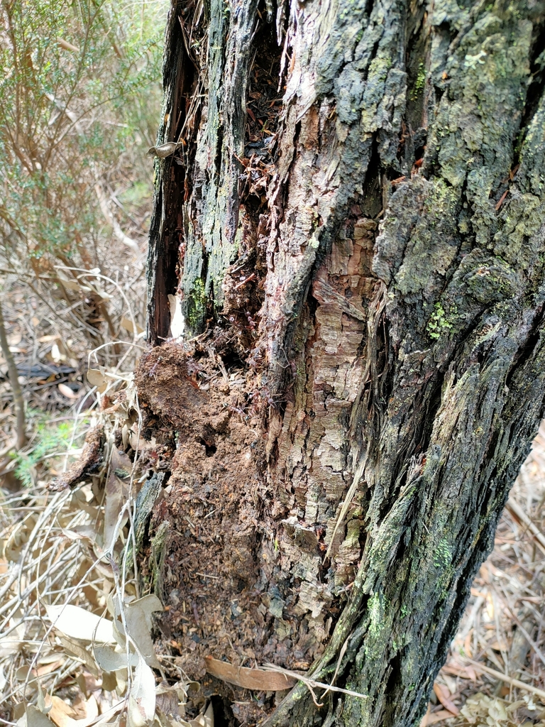 Inchman Ant from Reefton VIC 3799, Australia on January 18, 2024 at 02: ...