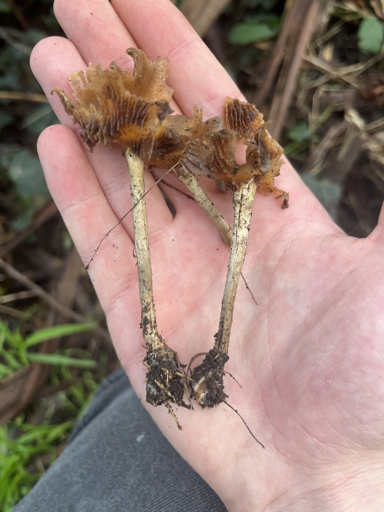 Wavy Cap in January 2024 by Charlie Kozak Donald · iNaturalist