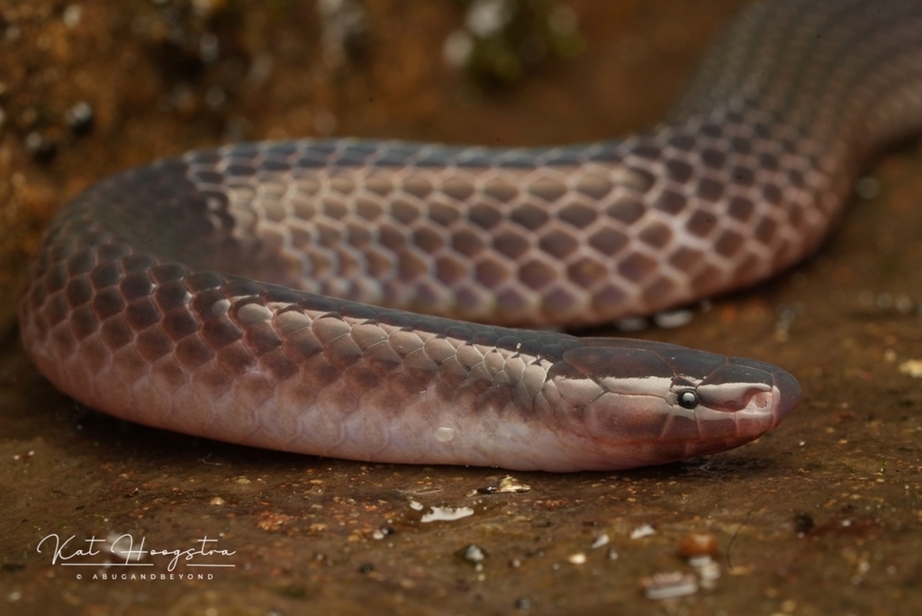 Schmidt's Reed Snake from Mount Kinabalu on July 18, 2023 at 10:07 PM ...