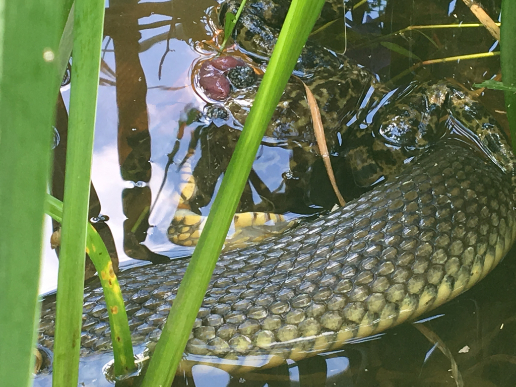 Plain-bellied Watersnake from Sheldon Lake State Park, Houston, TX, US ...