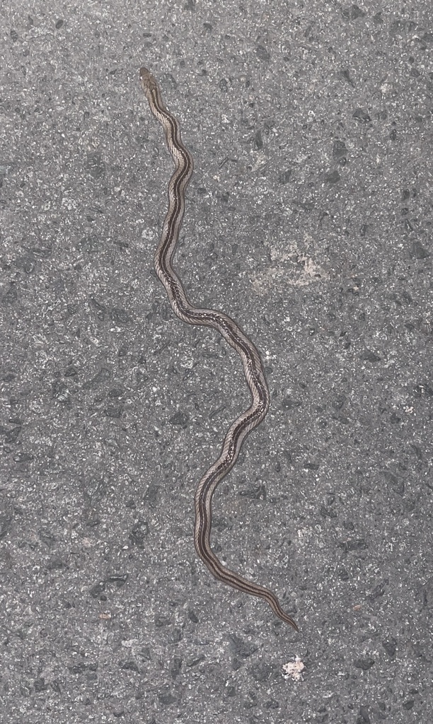 Striped Kukri Snake from Lycée Français International Marguerite Duras ...