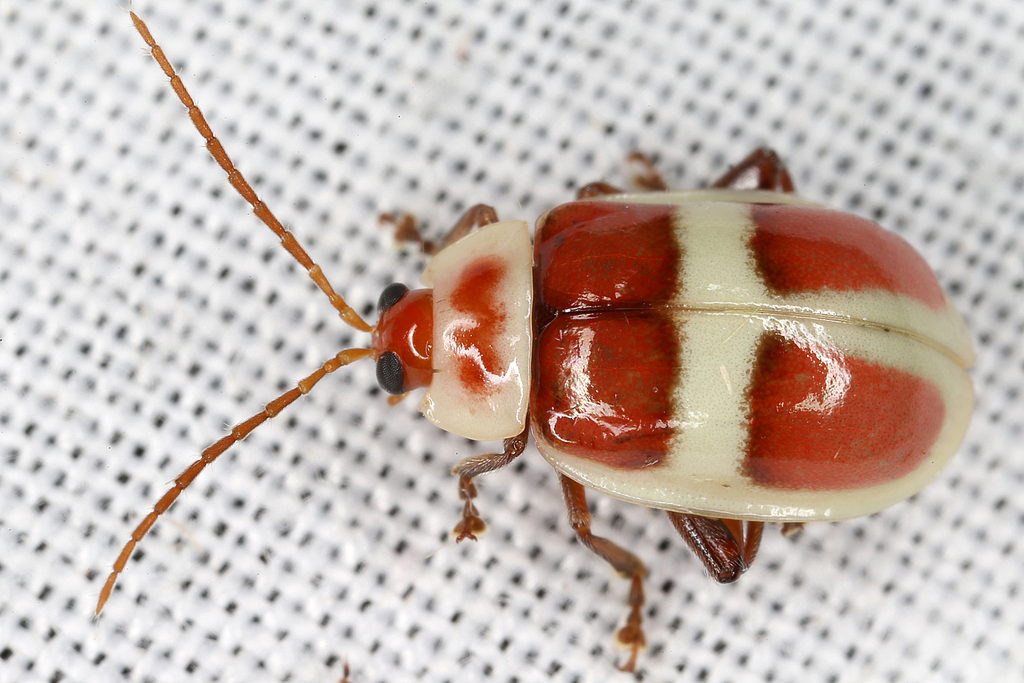 Asphaera discicollis from Provinz Cartago, Costa Rica on March 06, 2019 ...