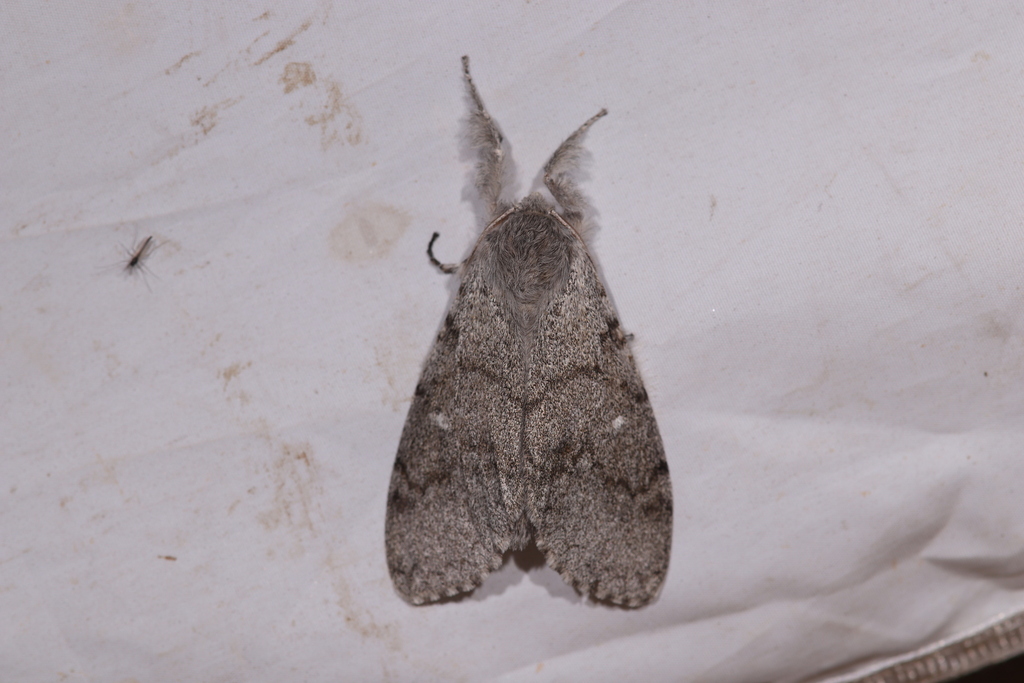 Calliteara lunulata in March 2023 by Yulong Zhang · iNaturalist