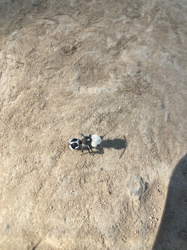 Panda Ant from Pinto, Ñuble, Chile on January 17, 2024 at 06:06 PM by ...