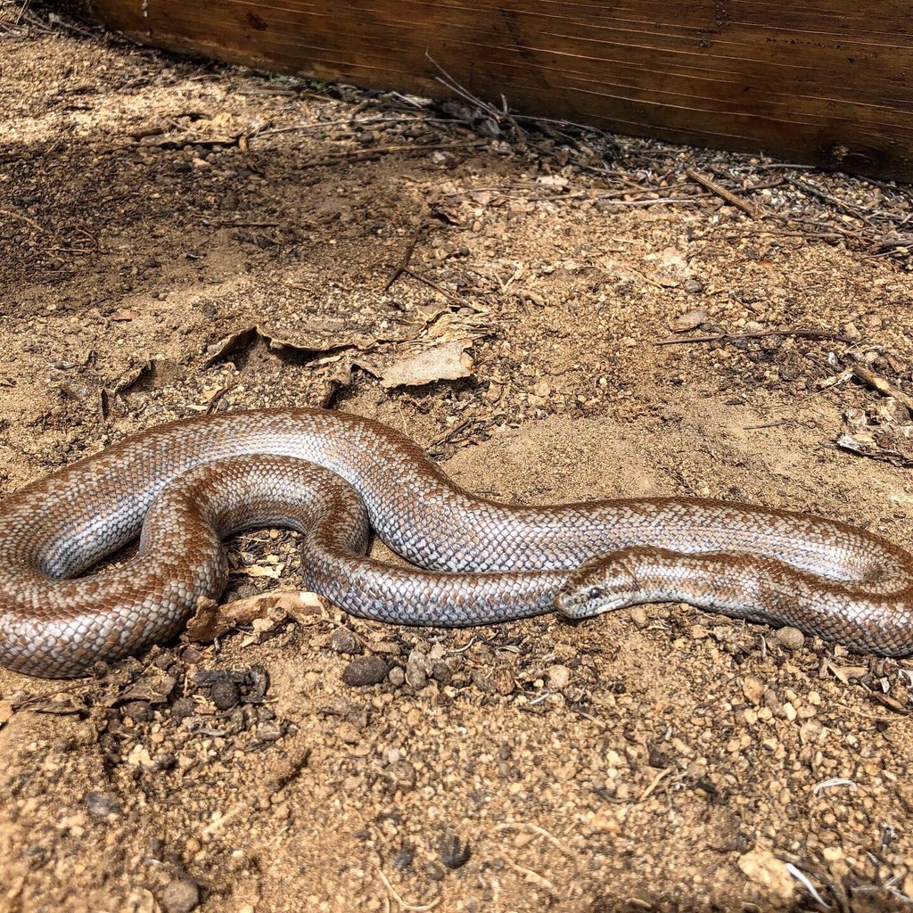 Coastal Rosy Boa in April 2019 by Kelly Robinson · iNaturalist