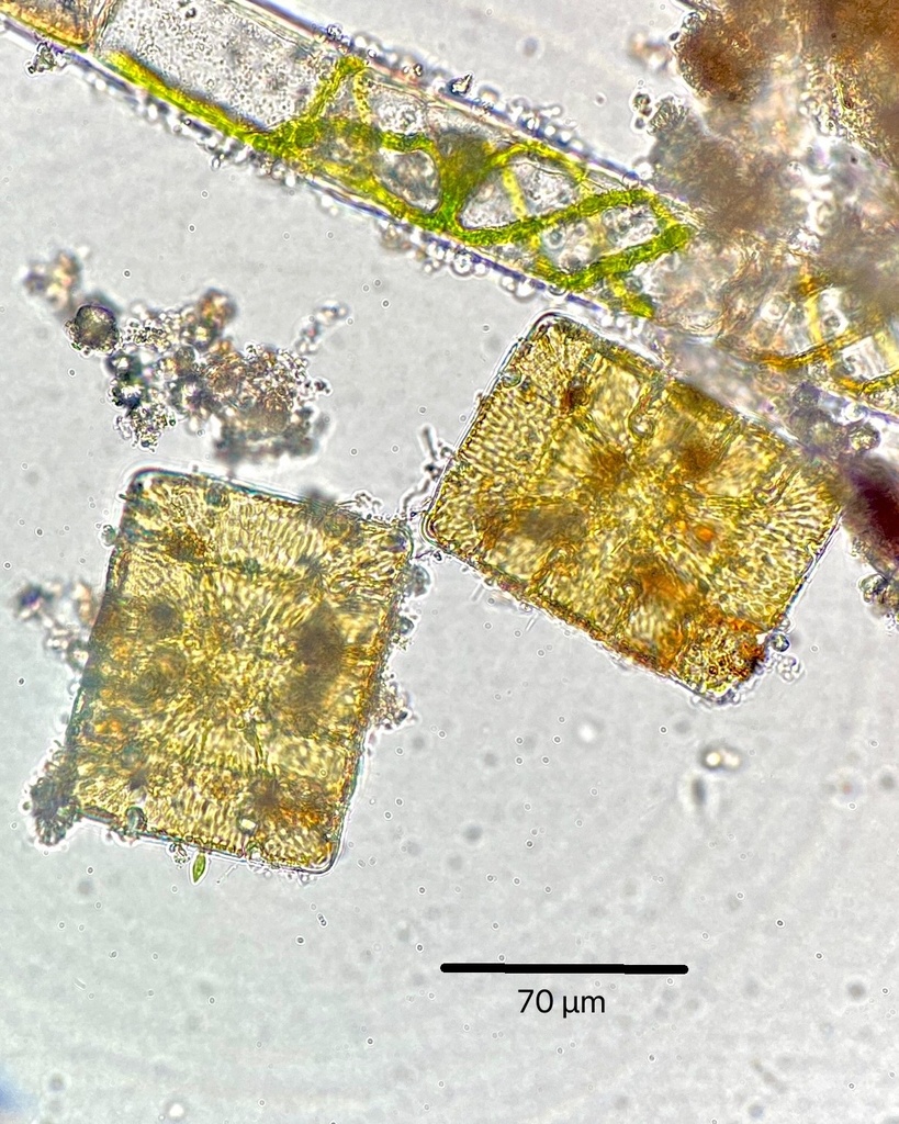 Terpsinoe musica from สบ. 4024, อ.มวกเหล็ก, สระบุรี, TH on January 7 ...