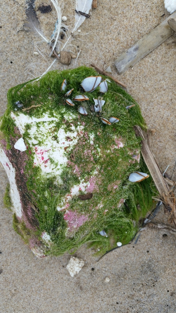 Pelagic Gooseneck Barnacle from Muralha da Praia, Apoio 22, Praia Nova ...