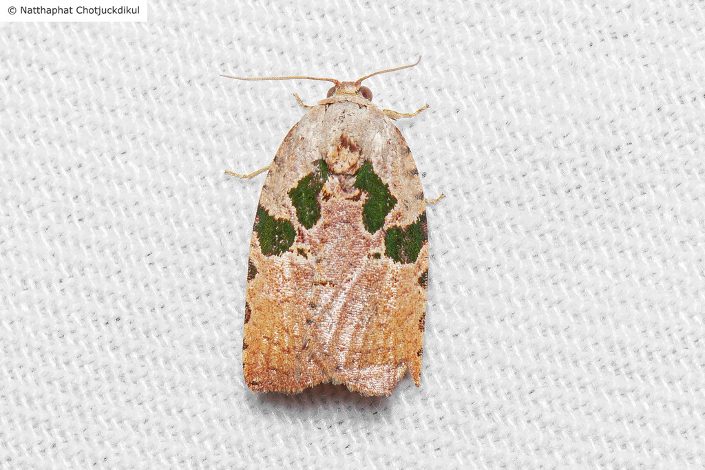 Homona encausta from Pha Trom Jai on January 13, 2024 at 08:43 AM by ...