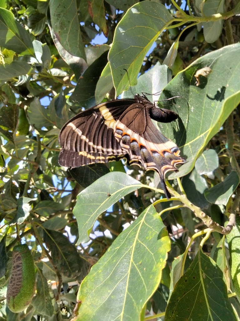 Magnificent Swallowtail from Manzana 012, 56624 San Juan Tezompa, Méx ...