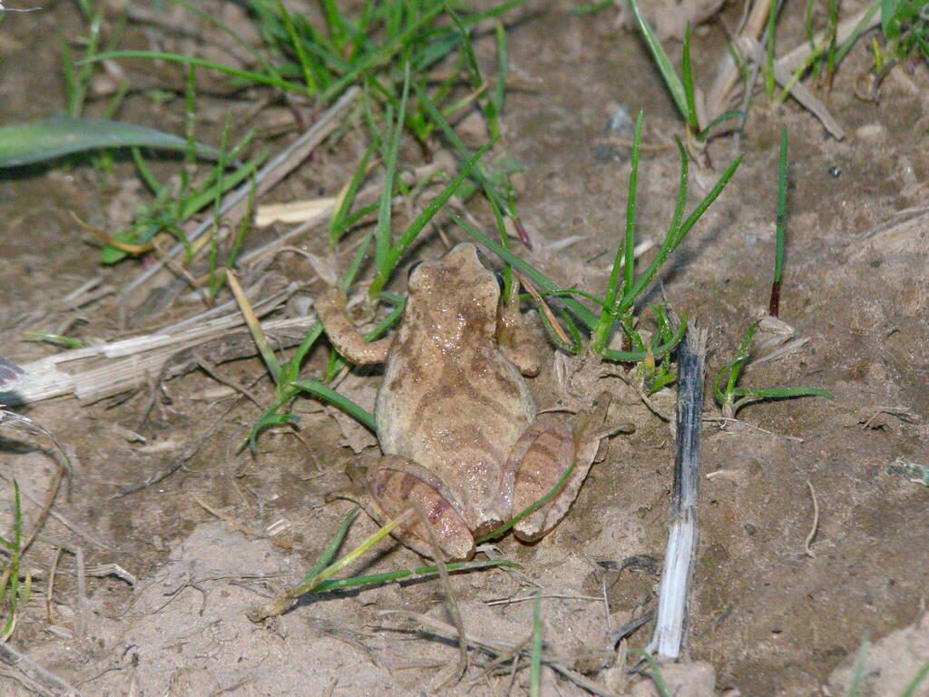 Spring Peeper from Dickinson County, MI, USA on May 2, 2012 at 03:39 AM ...