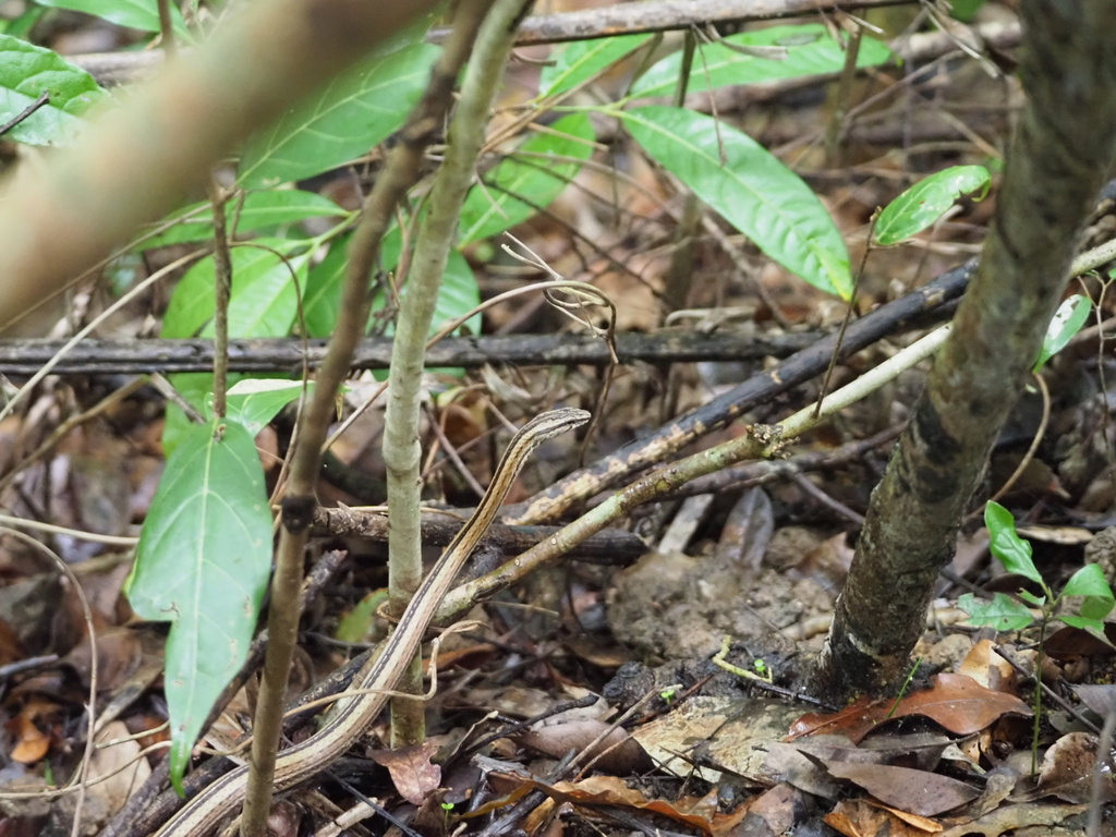 Northern Pencil Snake from Nossi-Bé, Antsiranana, MG on January 4, 2024 ...