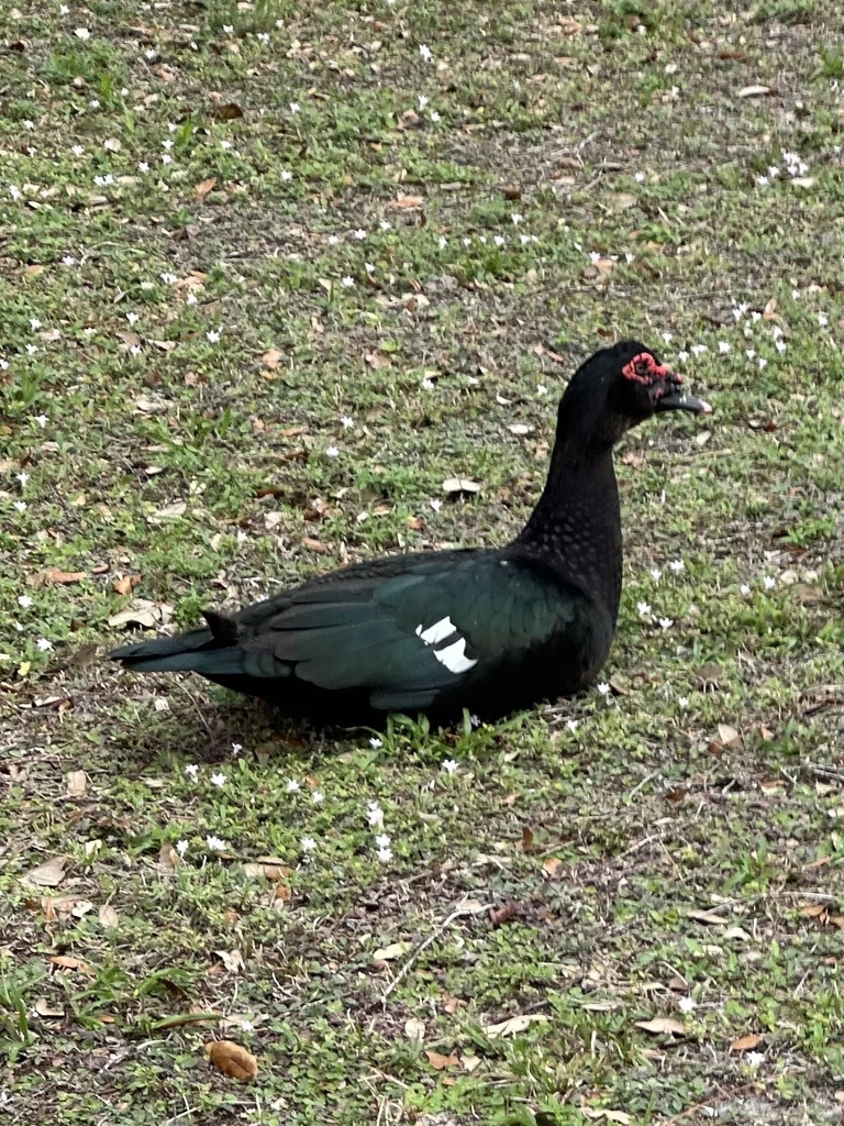 Muscovy Duck from Military Trail, Jupiter, FL, US on January 18, 2024 ...