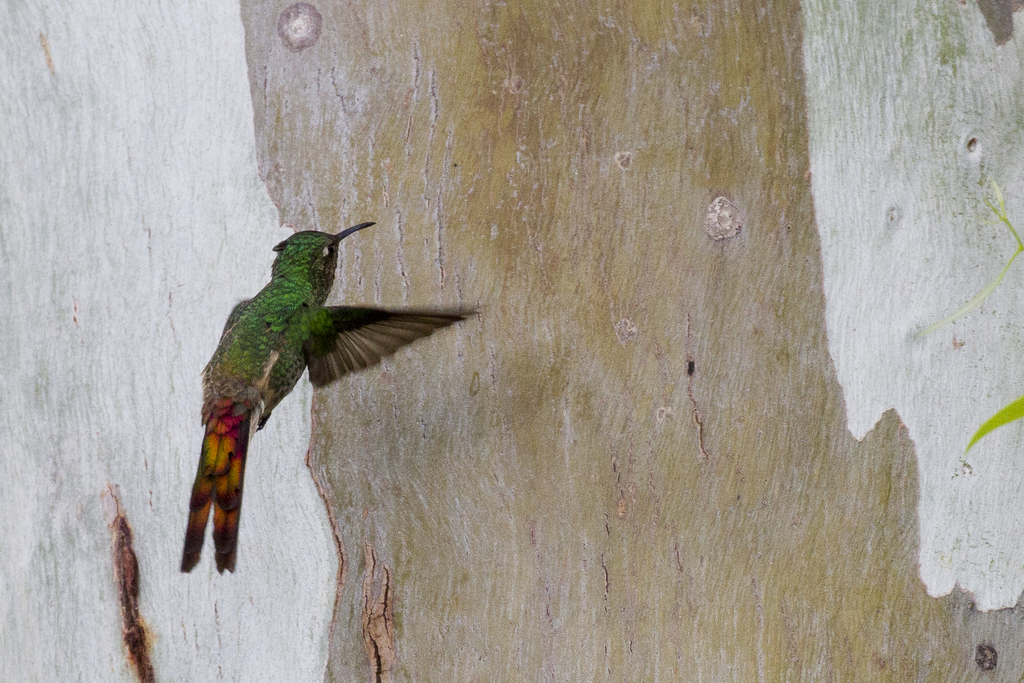 Red-tailed Comet from Parque San Martín, Capital, Mendoza, Argentina on ...