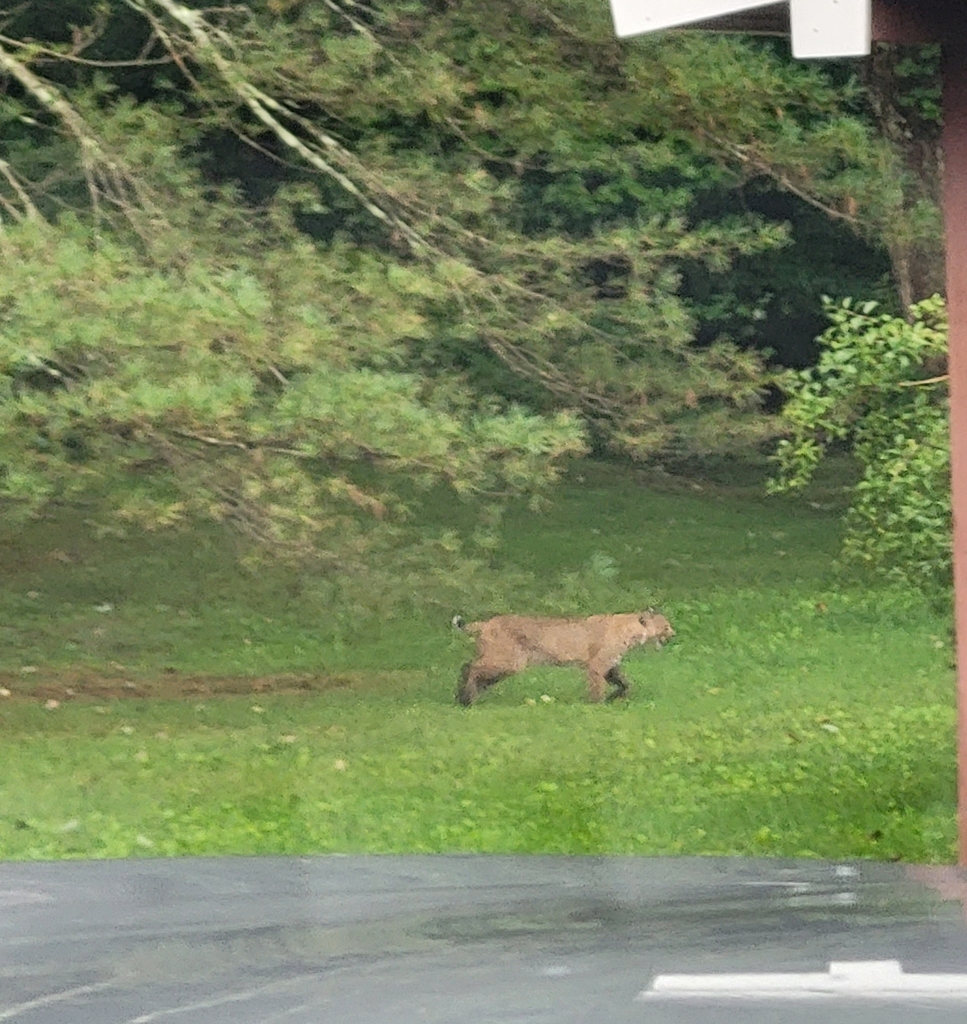 Bobcat from Concord, MA 01742, USA on September 13, 2023 at 04:18 PM by ...