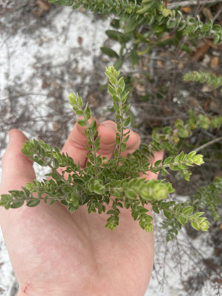 Nodding Pinweed from Singer Island, Jupiter, FL, US on January 18, 2024 ...