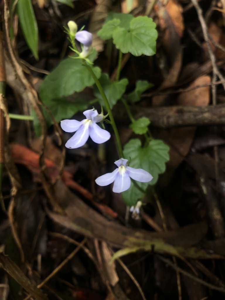 forest lobelia from New England National Park, Comara, NSW, AU on ...