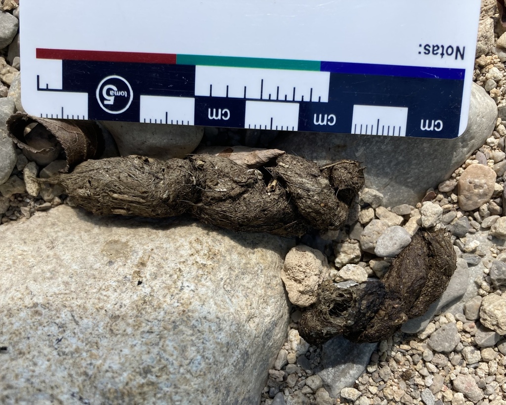 Felids from Carretera Villa de Álvarez - Minatitlán, Villa de Álvarez ...