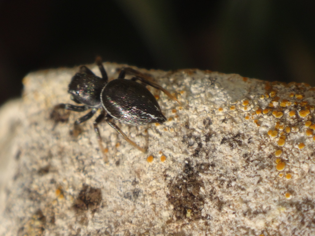 Sun Jumping Spiders from Alicante, España on January 13, 2024 at 03:27 ...