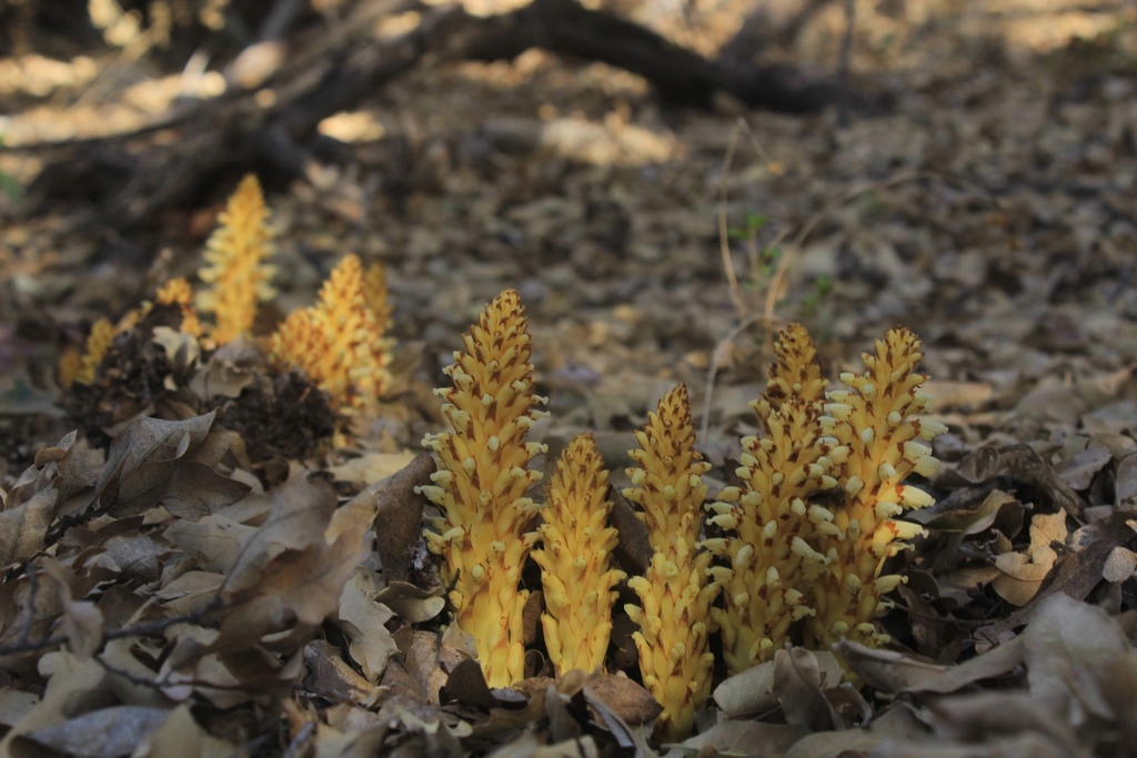 alpine cancer-root from Big Bend National Park, Alpine, TX, US on March ...