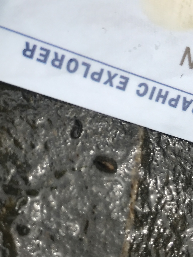 Insects from South Georgia and the South Sandwich Islands on March 18 ...