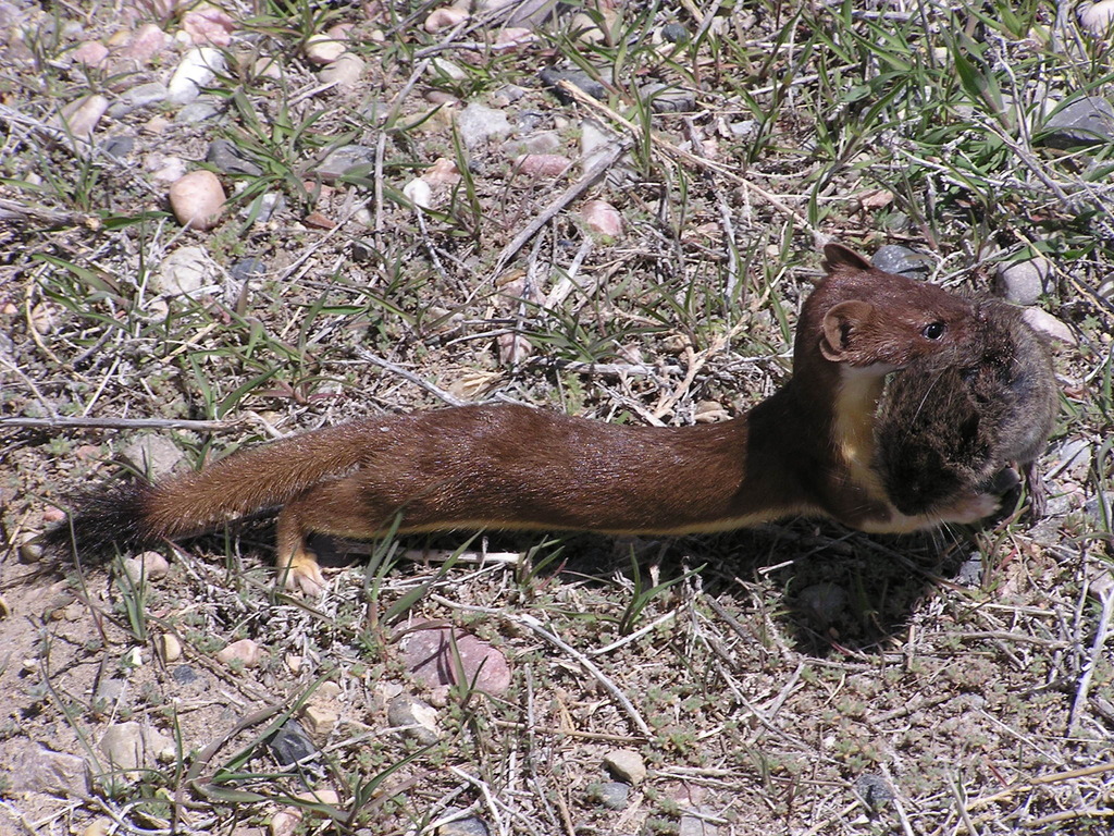 Long-tailed Weasel from Camas National Wildlife Refuge Offices, 2130 E ...