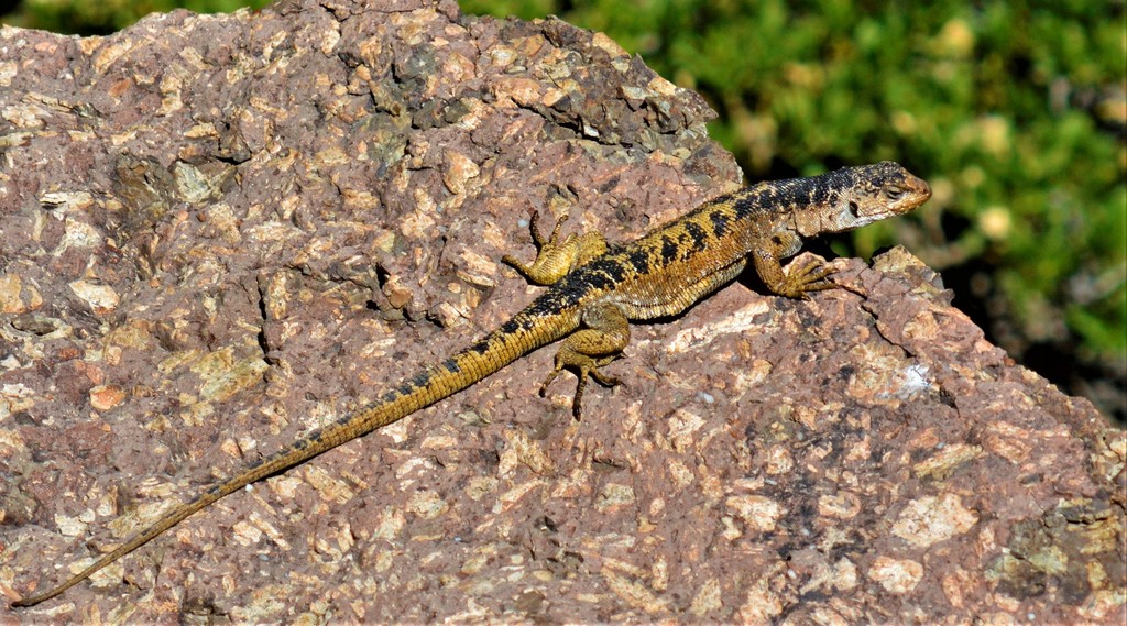 Tinguiririca River Smooth-throated Lizard in April 2019 by Jorge. Valle ...