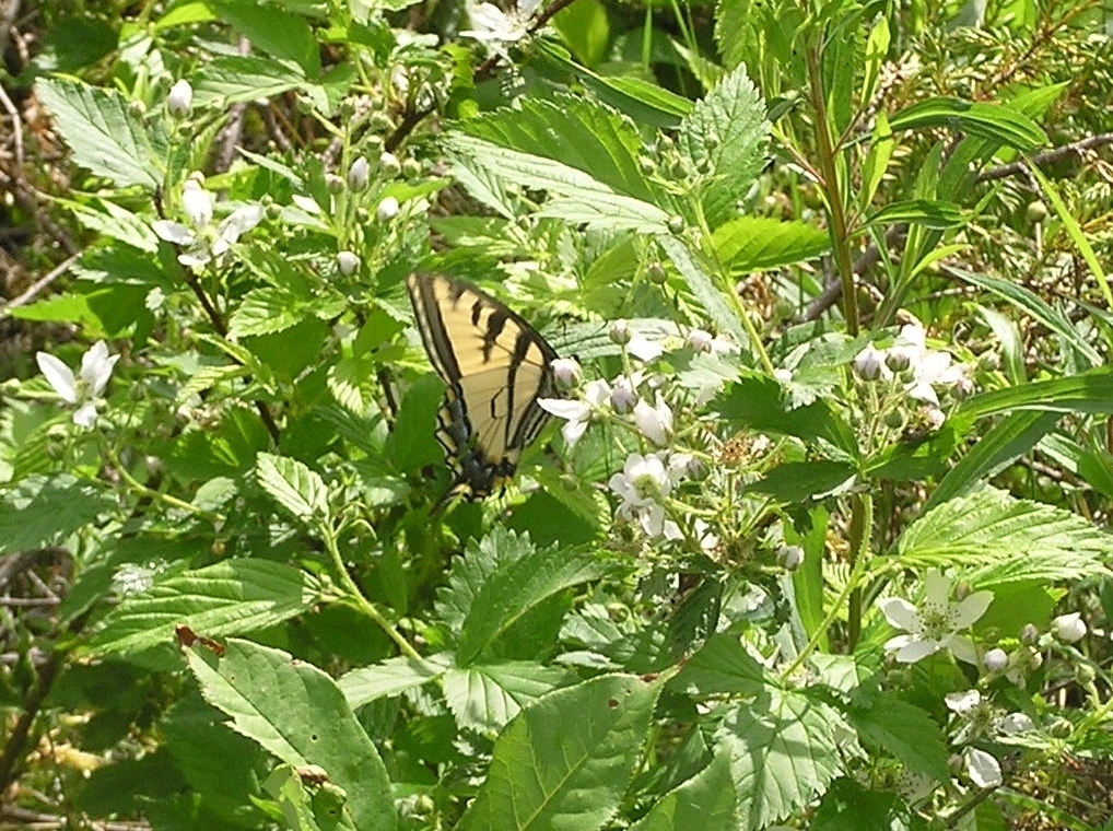 Canadian Tiger Swallowtail from Altberg Sanctuary back from neighbour's ...