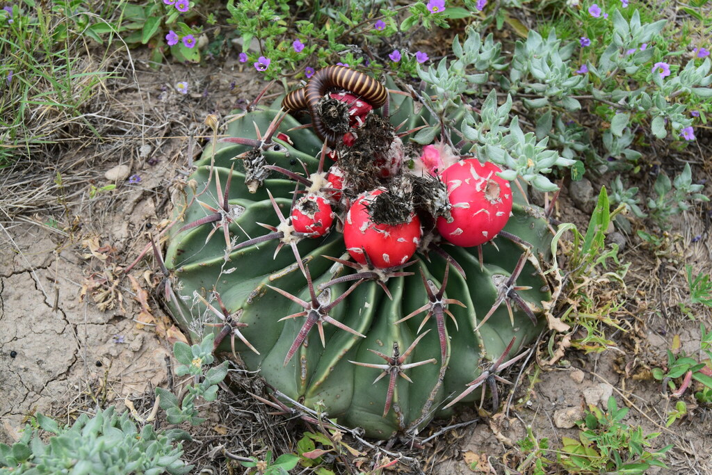 Horse Crippler Cactus from Acuña, Coah., México on May 10, 2015 at 09: ...