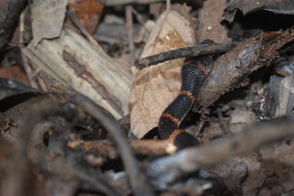 Forest Flame Snake from San Martín, Meta, Colombia on April 11, 2019 at ...