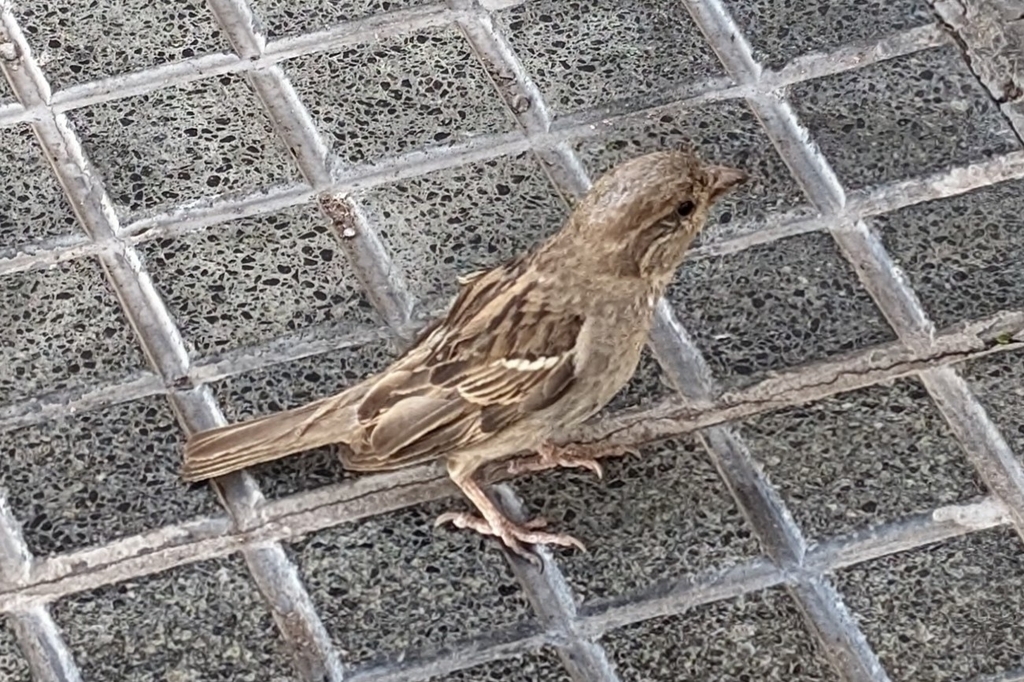 House Sparrow from Dorrego y Nervo Amado (Guaymallén, Mendoza), Mendoza ...
