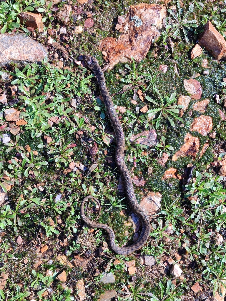 Viperine Snake in October 2023 by Eva Martínez Grobas · iNaturalist